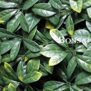 Zelene stene - žive meje I green wall I naraven izgled I Bonsai