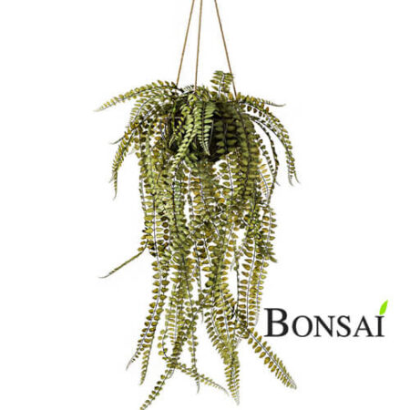 Gozdna praprot 48 cm x 35 - BONSAI dekorativne rastline
