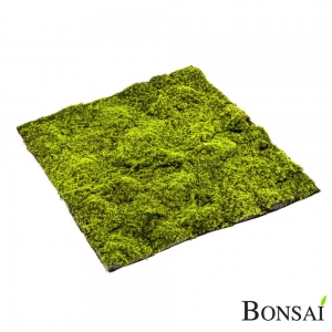Zelena stena green wall 40 x 60 cm I zelene stene I BONSAI