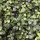 Zelene stene - žive meje I green wall I naraven izgled I Bonsai